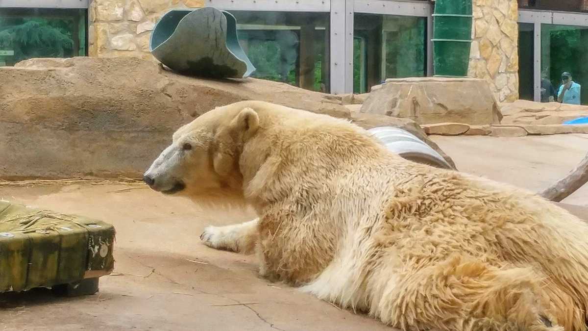 Polar bear passes away at Kansas City Zoo