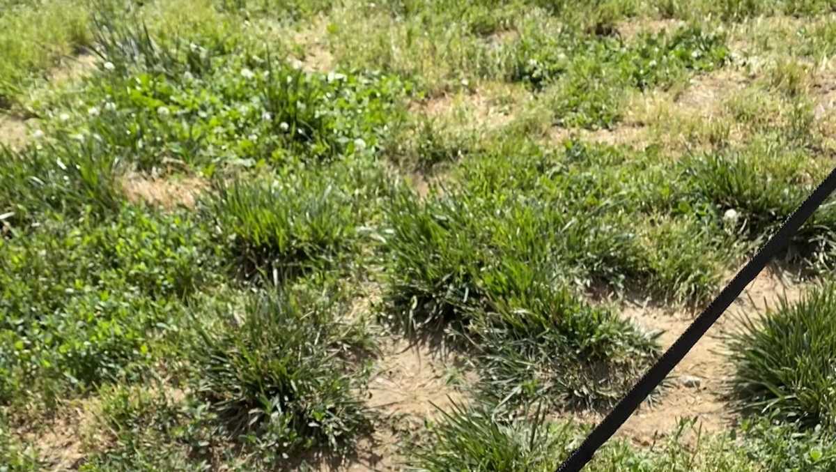 Cole Irvin joins forces with BARCS for 'Pitch-in for Pups'