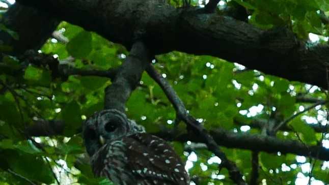 Aggressive owl targets some people, small animals, Brookside residents say