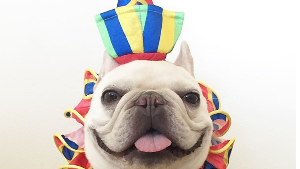 10 adorable dog Instagram accounts you have to follow