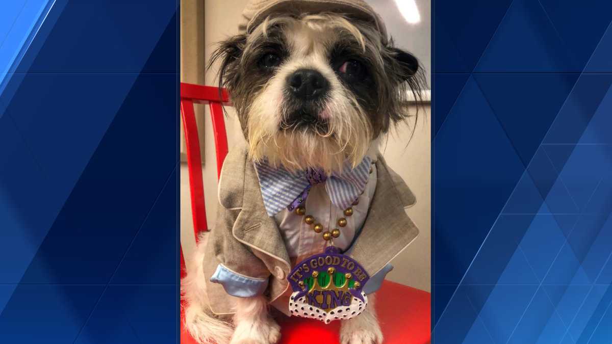 2019 Barkus king, once homeless and sickly, now ready to reign over New ...