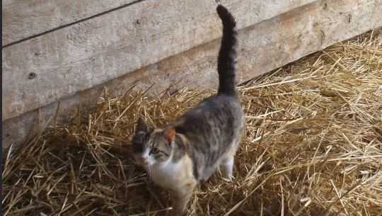 Have mice in your barn? Shelter has a free solution for you