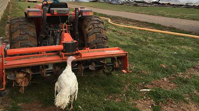 Frederick County barn fire kills 10,000 turkeys