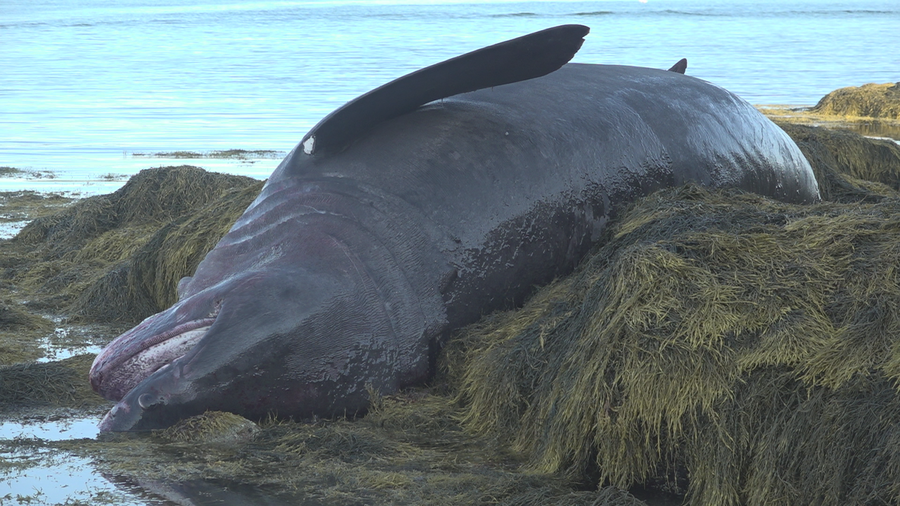 Dead basking shark draws spectators in Hancock County
