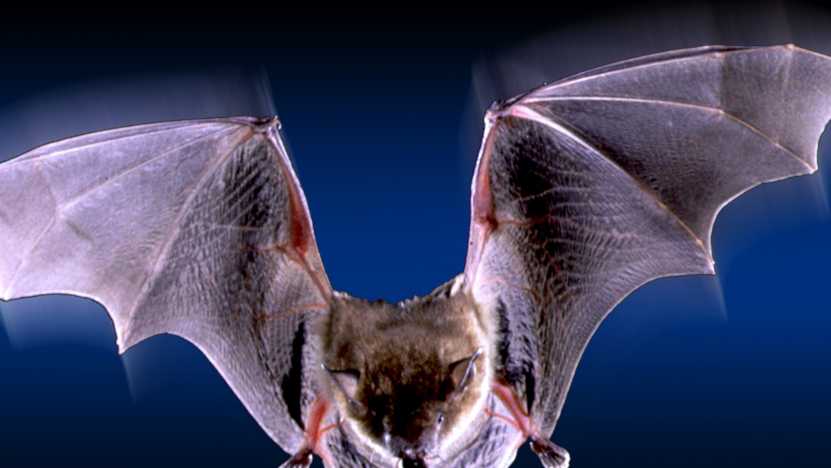 Rabid bat found in eastern Jackson County