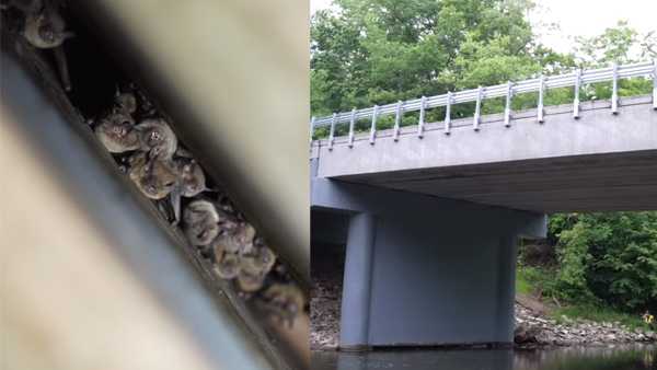 Bat-friendly bridge designed to protect endangered species