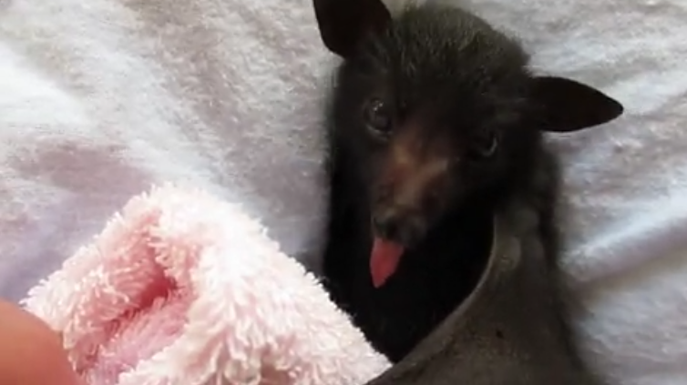 Watch this: A yawning bat pup is adorable