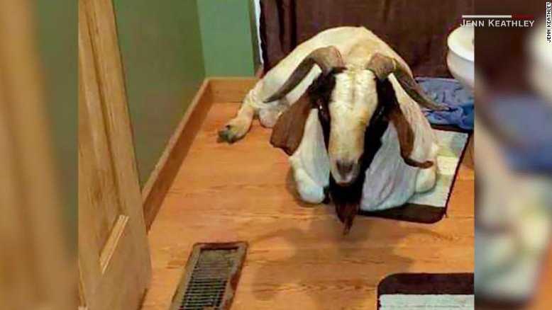 Teen finds goat napping in his bathroom