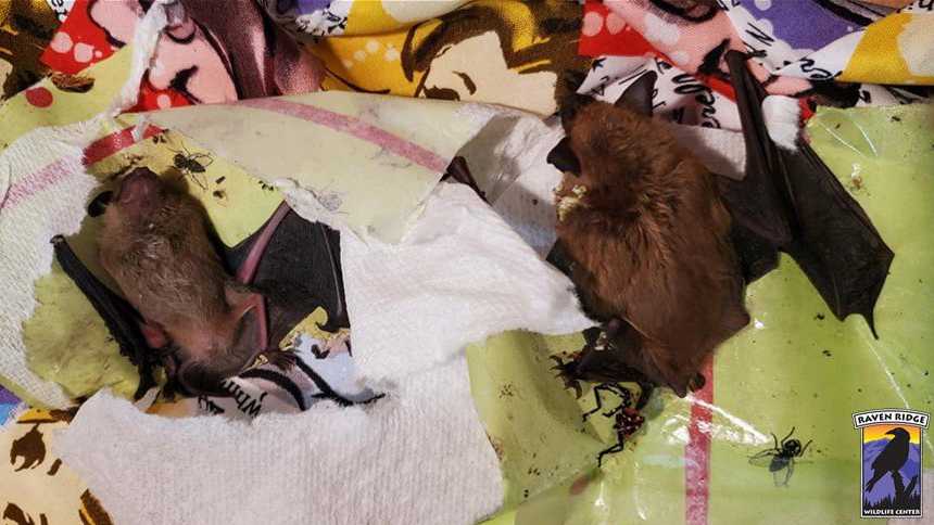 Animals get stuck on spotted lanternfly tape
