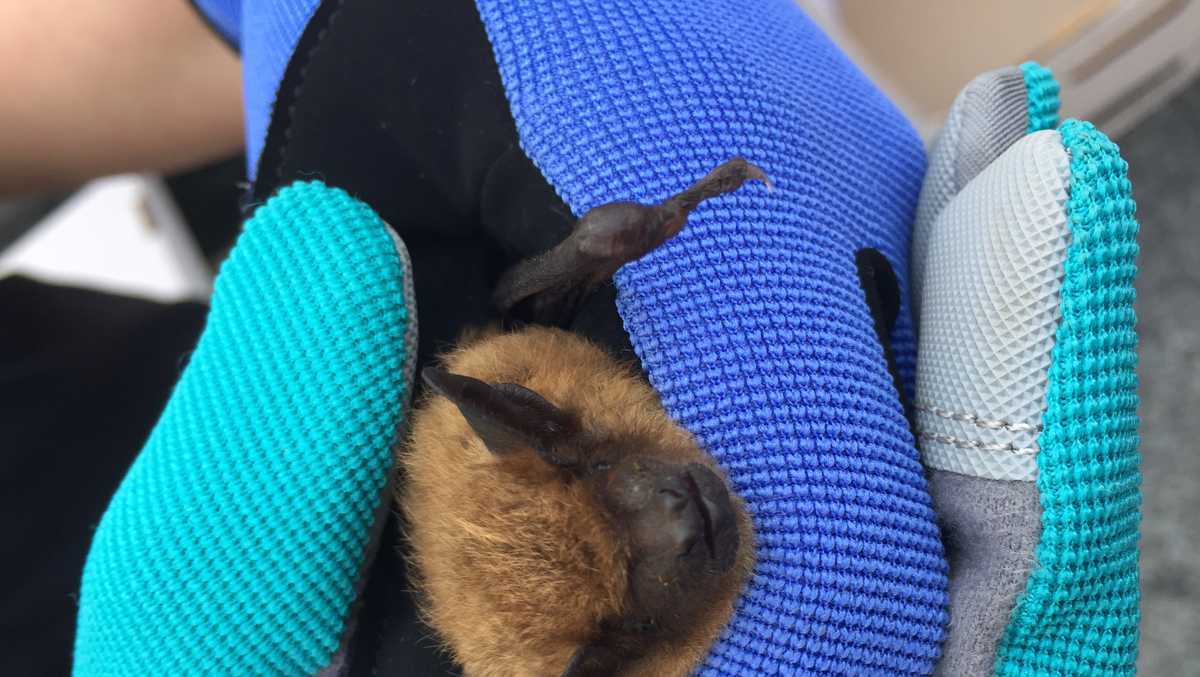 Precautions to take during bat season