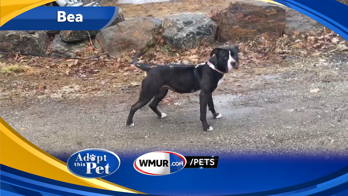 Watch: Adopt This Pet: Bea