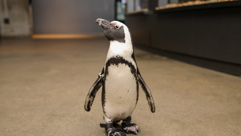 African penguin thriving after years of specialized treatment at aquarium