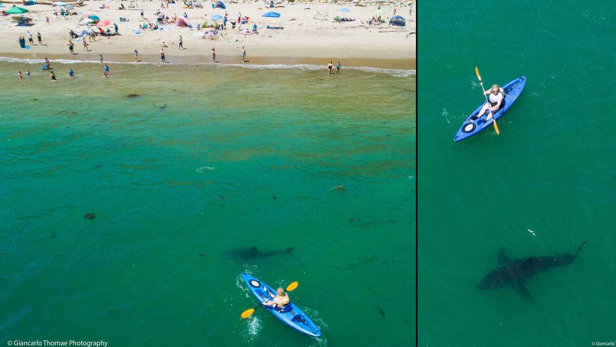 Sharks swim near Santa Cruz County beach goers