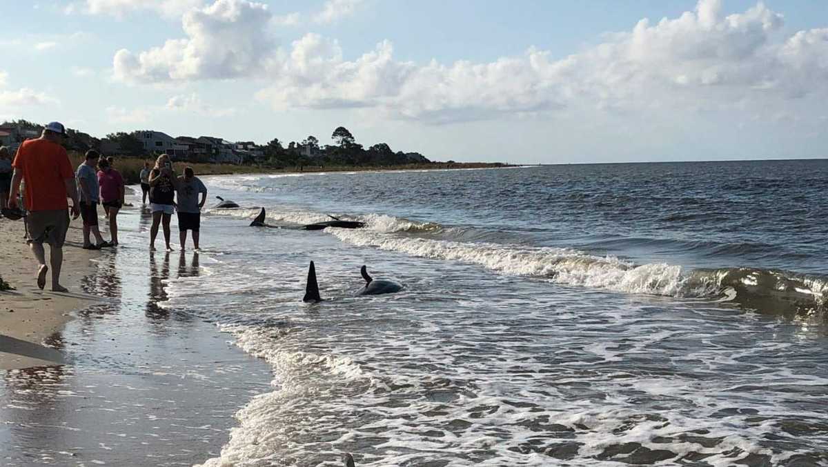 4 whales die after stranding themselves on Edisto Beach