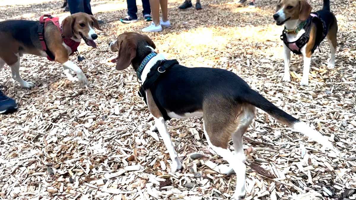 Beagles rescued from Virginia facility last year reunite in Mass.