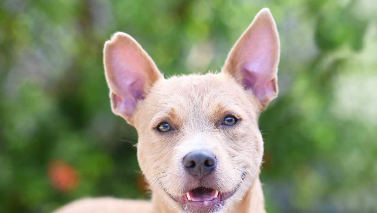 Adoptable pets from Lake County Animal Services