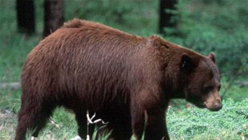 Bear at Polish zoo finds World War II mortar grenade