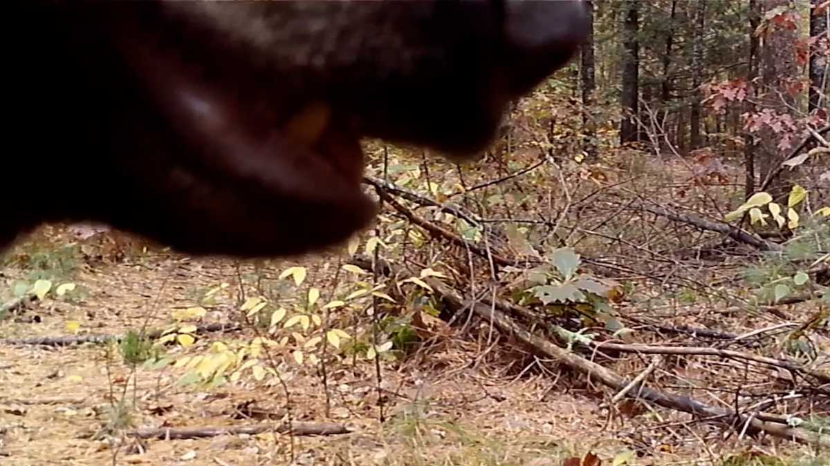 Video: Bears in Merrimack NH inspect trail camera