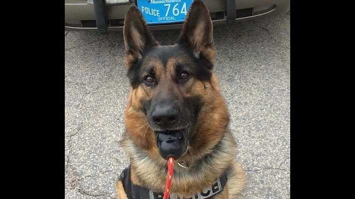 Raynham police mourn beloved K9 Bear