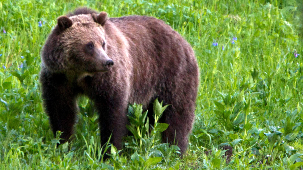 Georgia officials issue warning after bear hit by car, euthanized - WJCL
