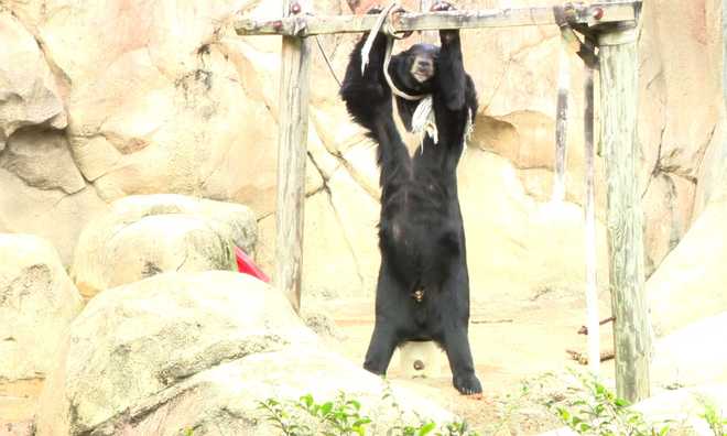JPS students adopt Jackson Zoo animals