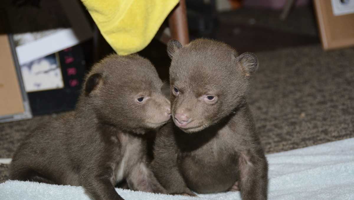 Orphaned bear cub brothers thriving with care in South Lake Tahoe