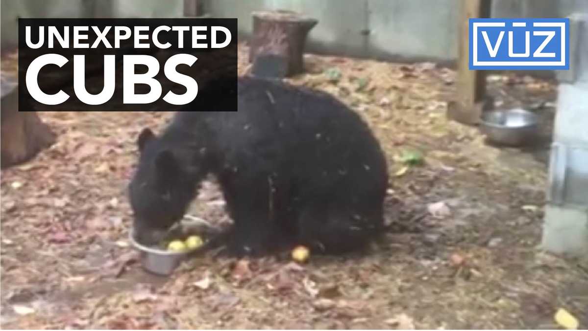 Rescued bear gives its caretakers the surprise of a lifetime