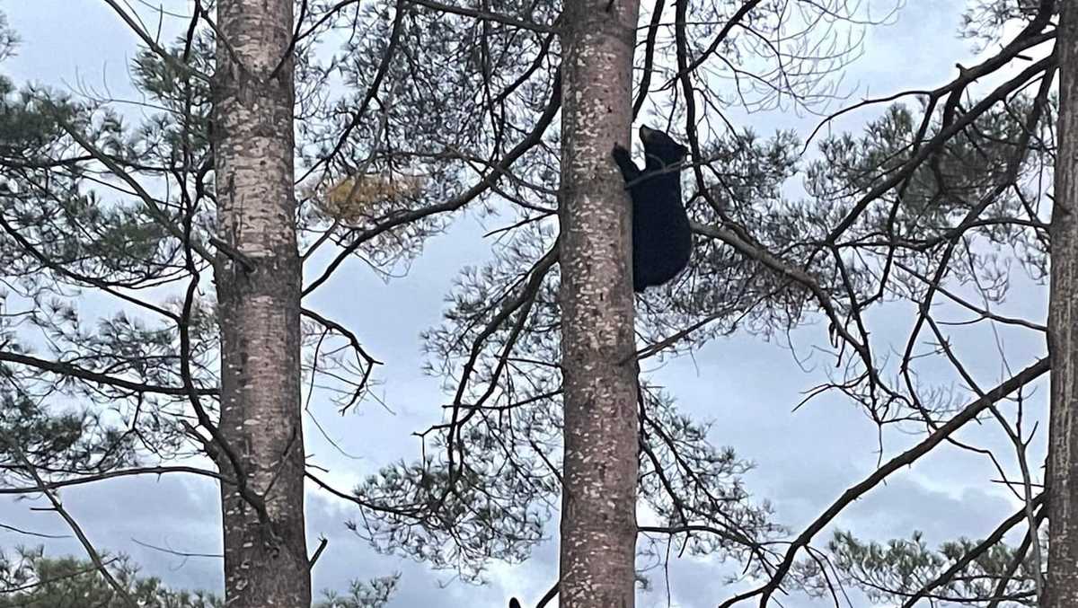 Top 2022 New Hampshire bear videos