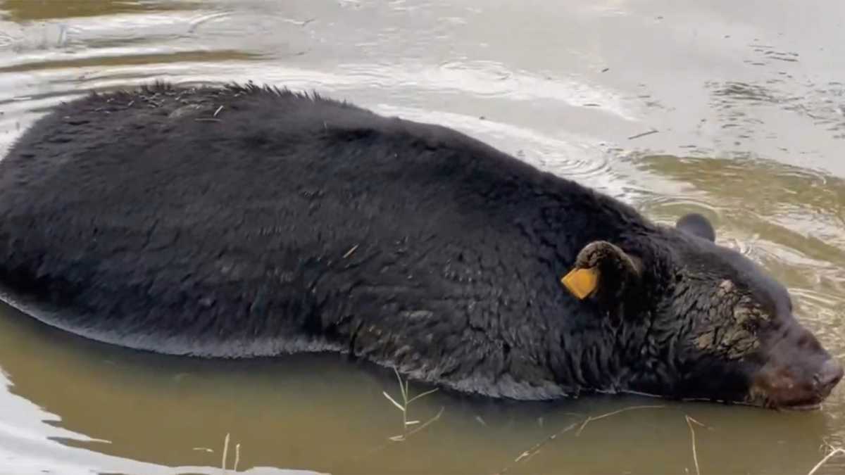 Bear found severely injured in Collier County pond