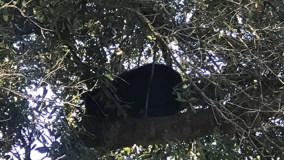 Bear hiding in tree from tigers at Apopka animal sanctuary comes down