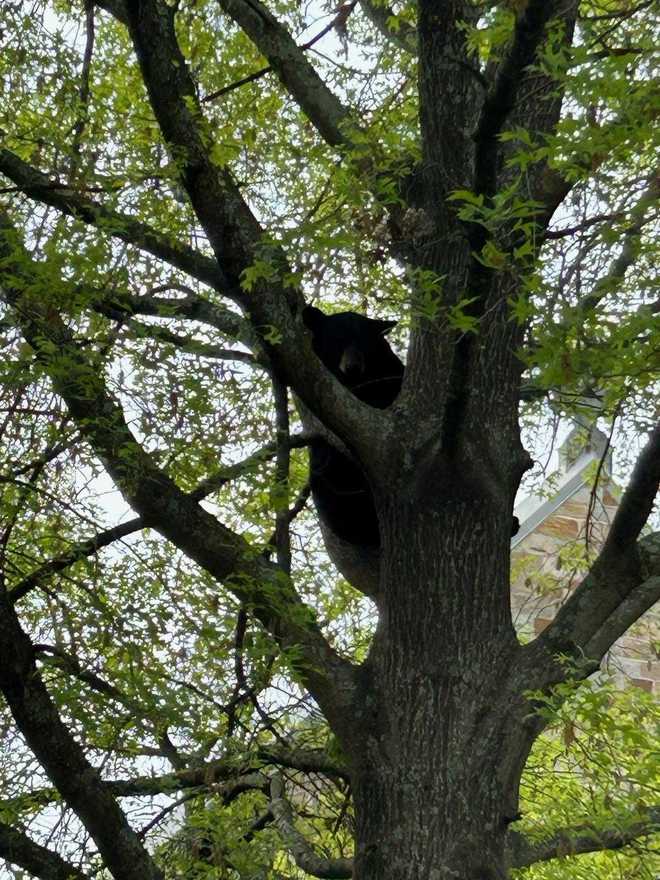 South Carolina: Bear tranquilized after climbing tree at church