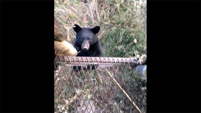 Mississippi deer hunters greeted by bear climbing stand
