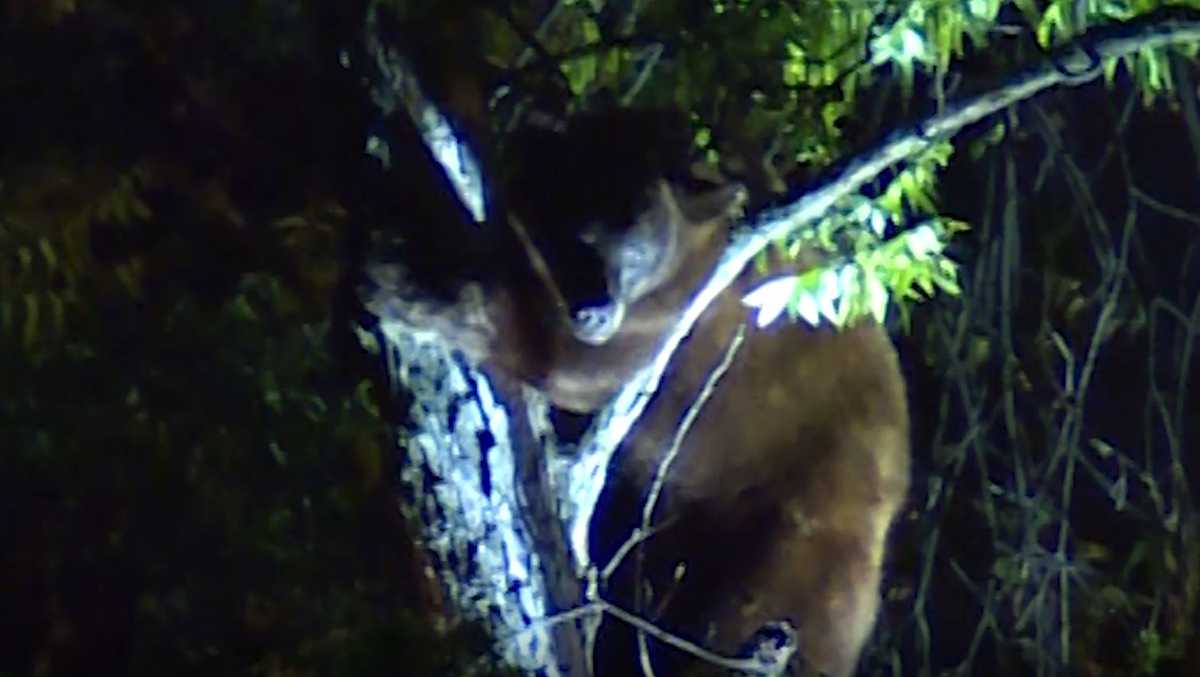 BEAR IN OKLAHOMA Black Bear Killed After Wandering Into Norman Family bear-in-oklahoma-black-bear-killed-after-wandering-into-norman-family