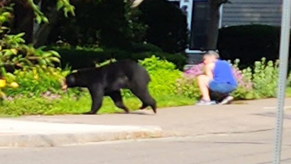 Photo captures gardener's close encounter with roaming bear