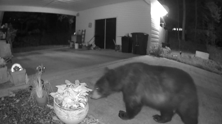 Black bear spotted wandering around home property in Georgia
