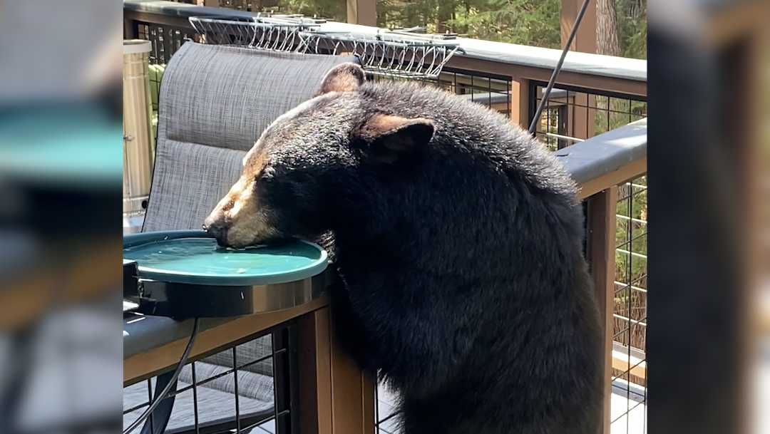 Video: Bear maneuvers along deck in Warren