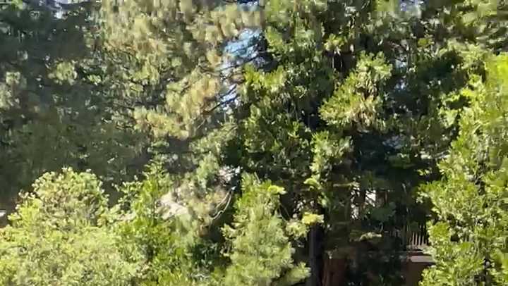 Watch: Bear snatches workers’ cooler from truck near Lake Tahoe