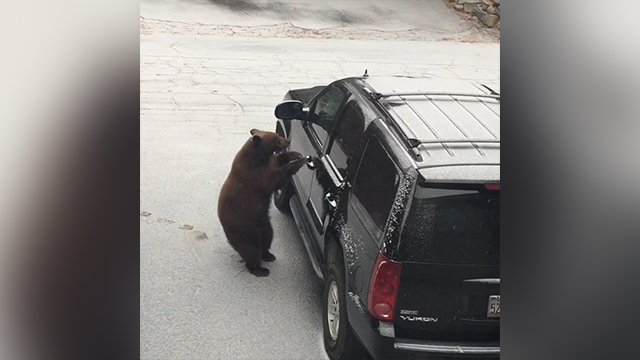 Bear climbs into SUV while panicked family looks on from Tahoe home
