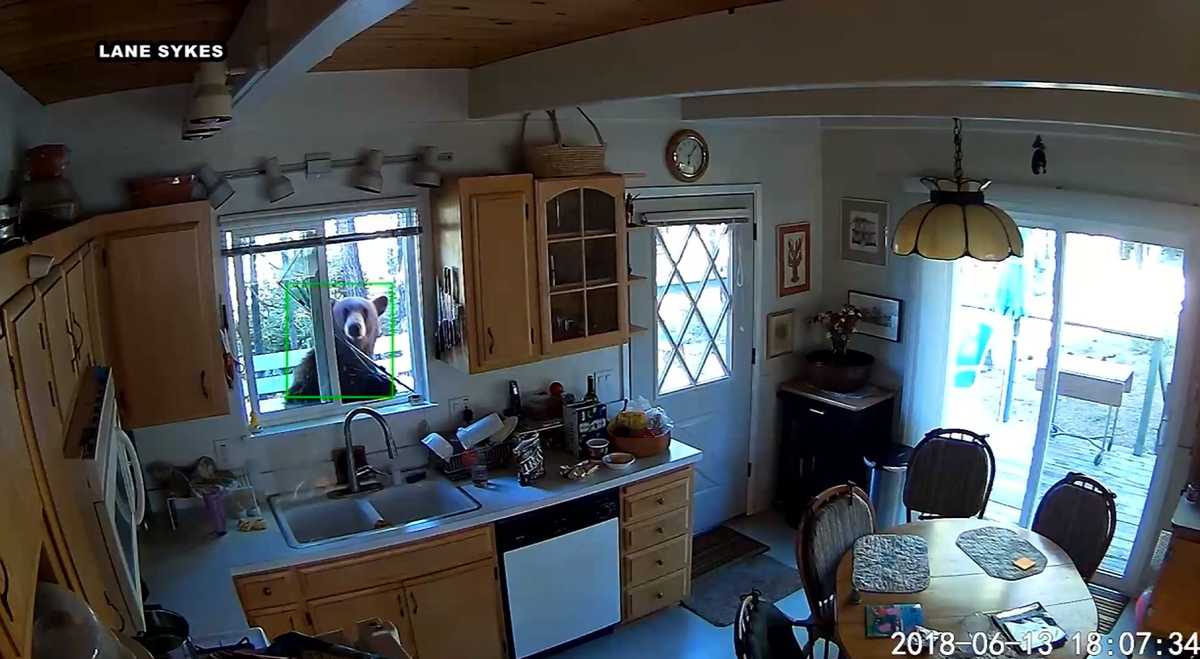 Wild video: Bear breaks in through kitchen window, helps itself to free ...