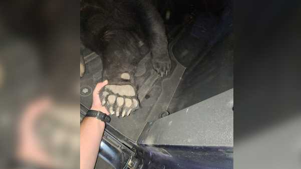 Bear dies after being struck by car on highway in Meade County