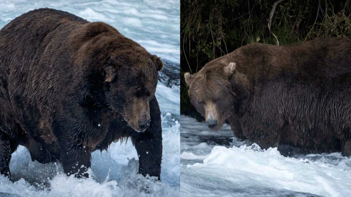 Fat Bear Week 2022: It's time to vote