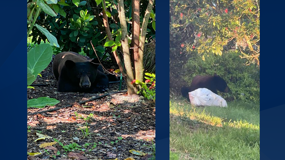 Bear spotted in Cape Coral near Caloosahatchee River