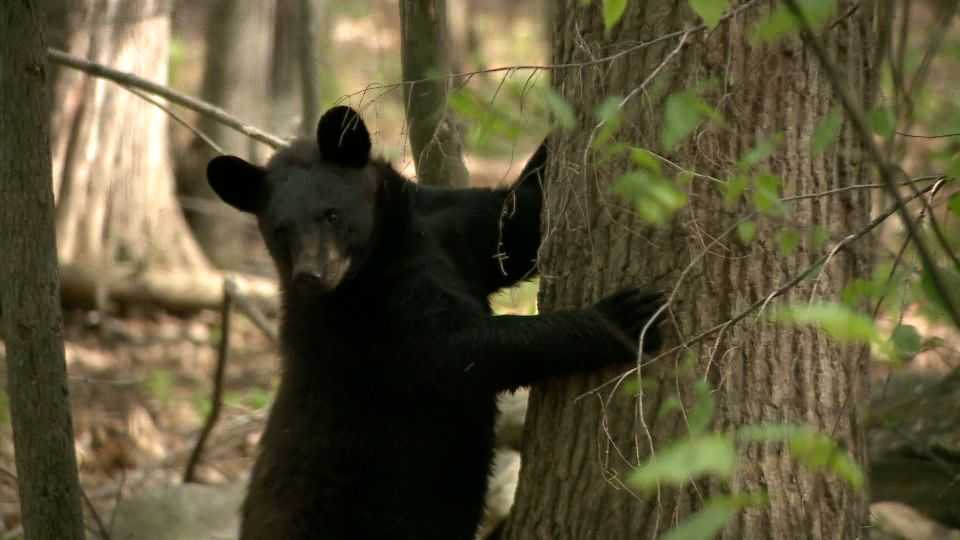 Tuesday, June 11th: Bear Expert Ben Kilham in "Pandas"