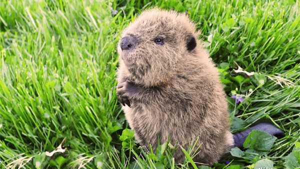 Beatrice the orphaned beaver is Kentucky’s adorable new starlet