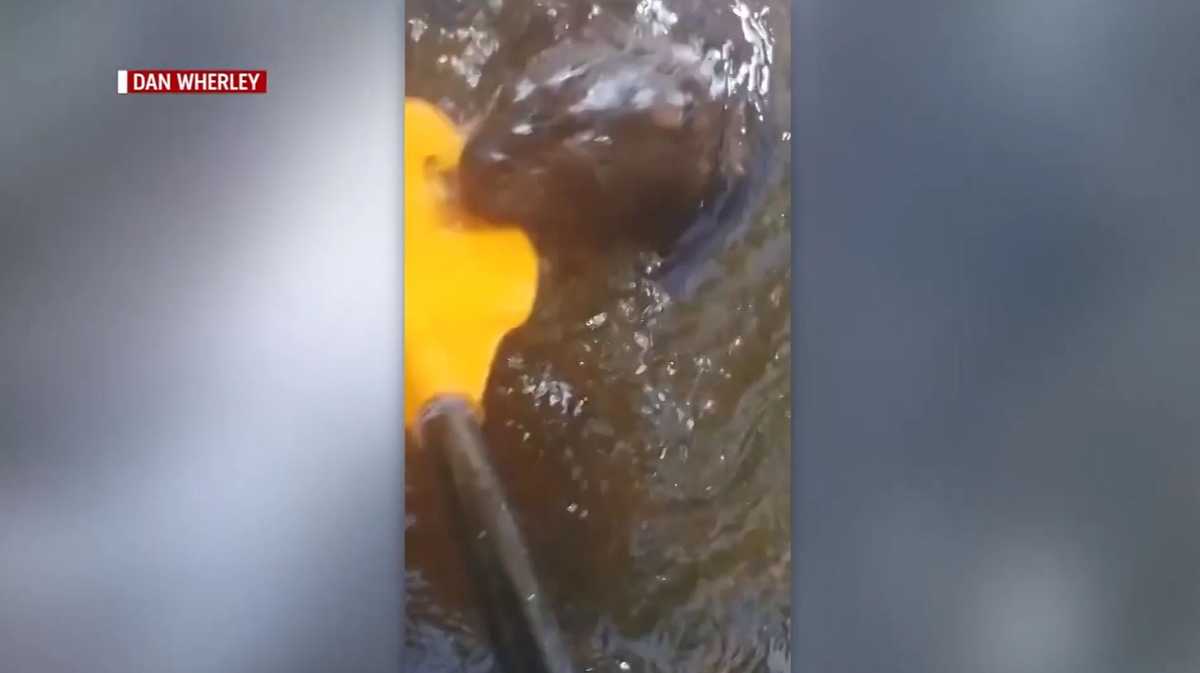 Wild video: Rabid beaver attacks father, 7-year-old daughter kayaking ... Wild video: Rabid beaver attacks father, 7-year-old daughter kayaking ...