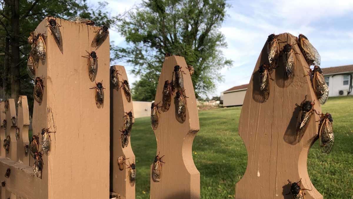 Photos: See the Brood X Cicadas emerging in Maryland