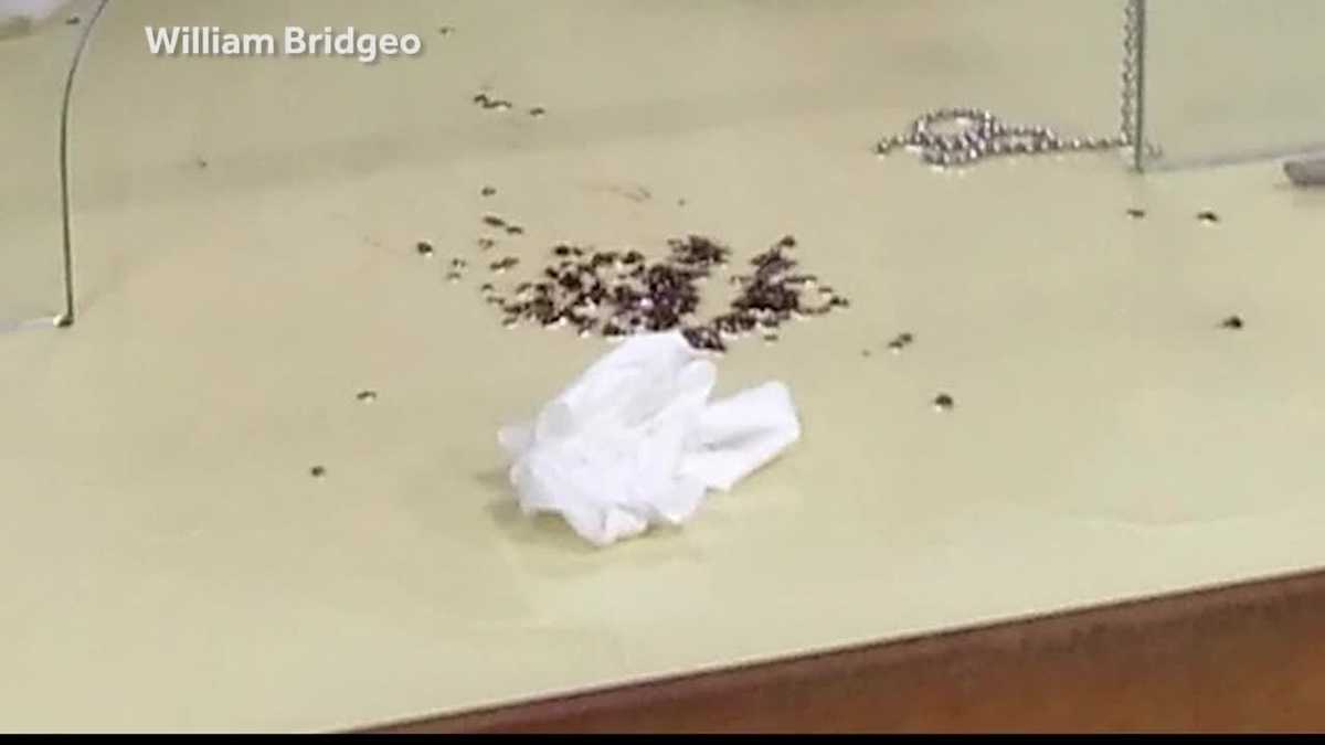Augusta City Hall reopens after bed bugs thrown inside