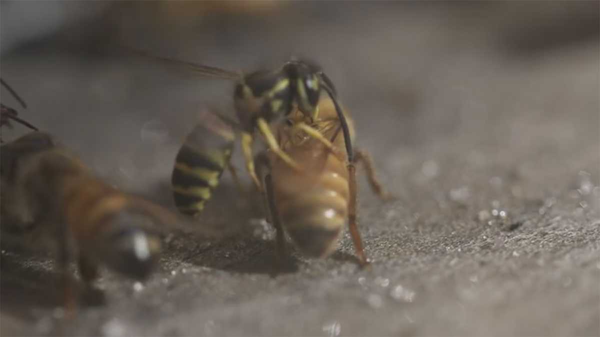Merrimack bees, wasps fighting is subject of short, slow-motion film