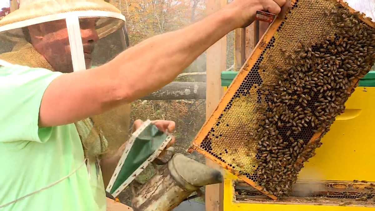 Meet the Maine man raising 70K bees on Portland's Cliff Island