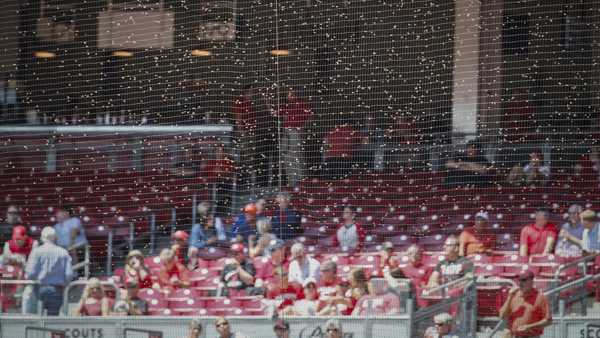 Swarm of bees delays Cincinnati Reds game